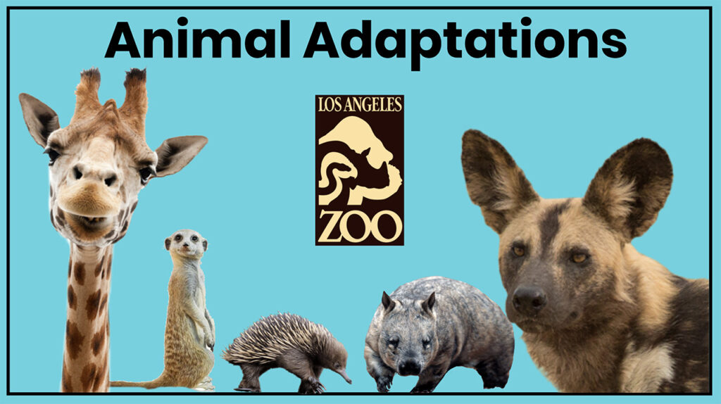 Behind The LA Zoo's Digital Pivot That Brought Its Animals Online ...
