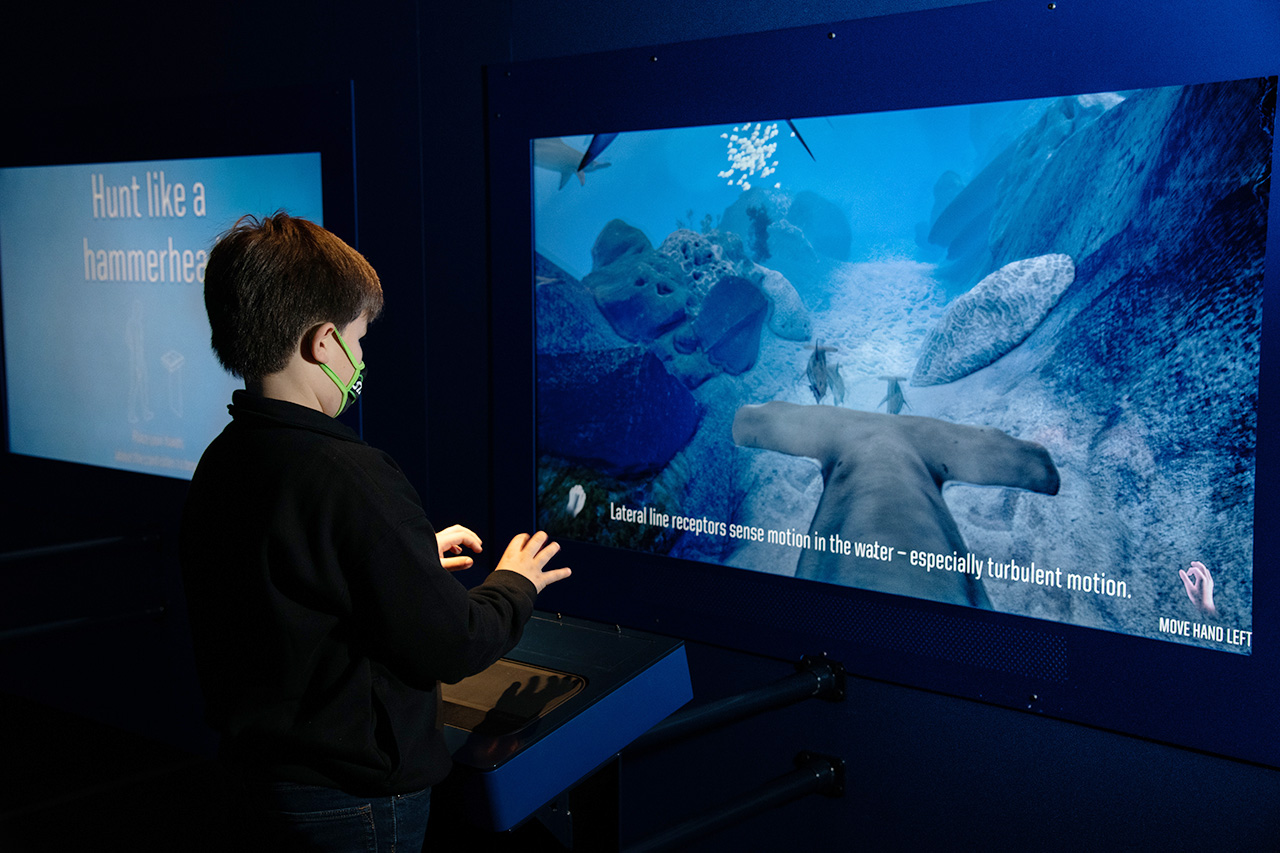 How The American Museum Of Natural History Made Sharks Interactive ...